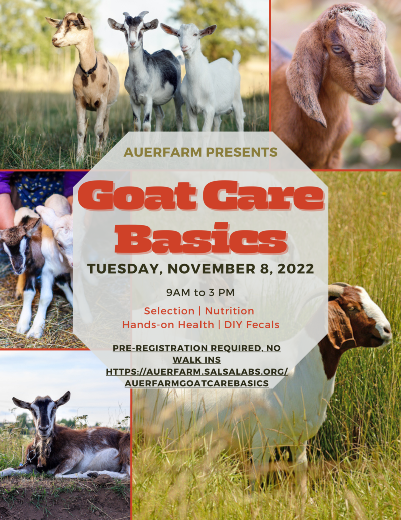 Goat Care Basics! – Auerfarm